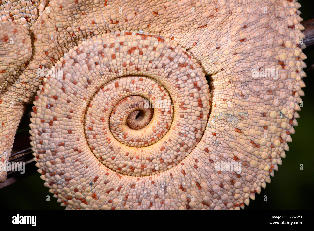 Chameleon tail close up hi-res stock photography and images - Alamy