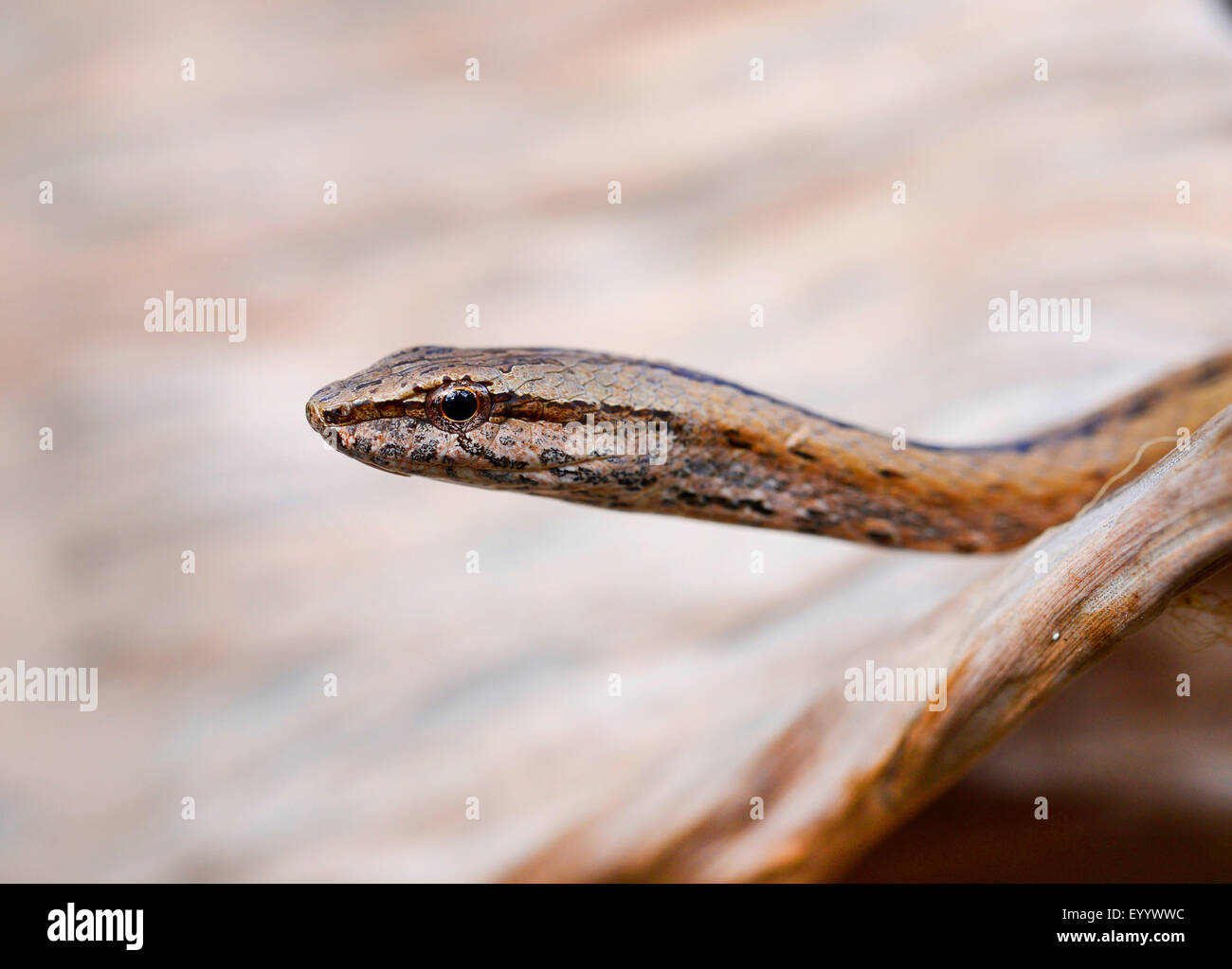 Madagascar's grass snake (Mimophis mahfalensis), portrait, Madagascar ...