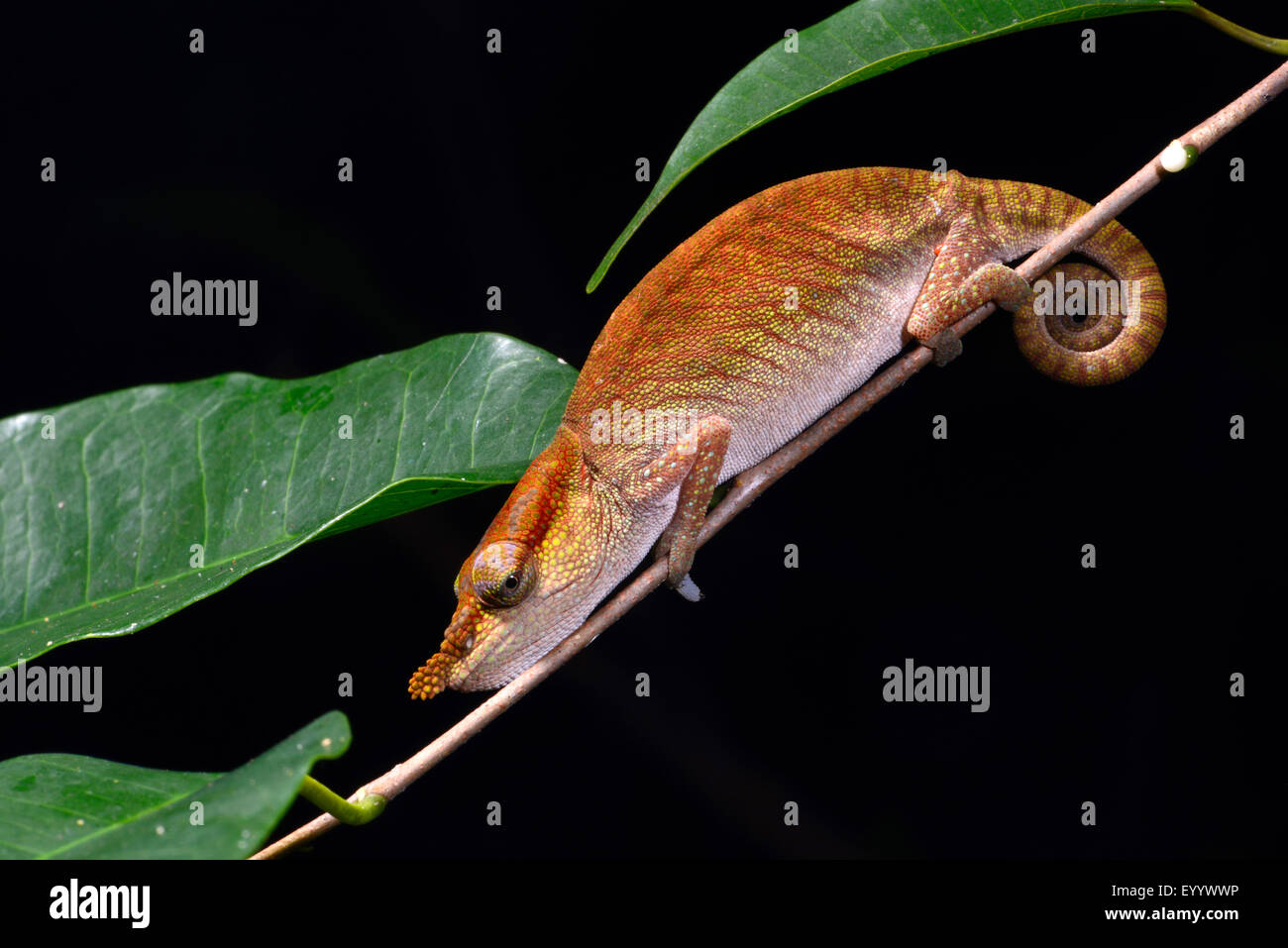 Blue-nosed Chameleon (Calumma boettgeri), rests on a twig, Madagascar ...