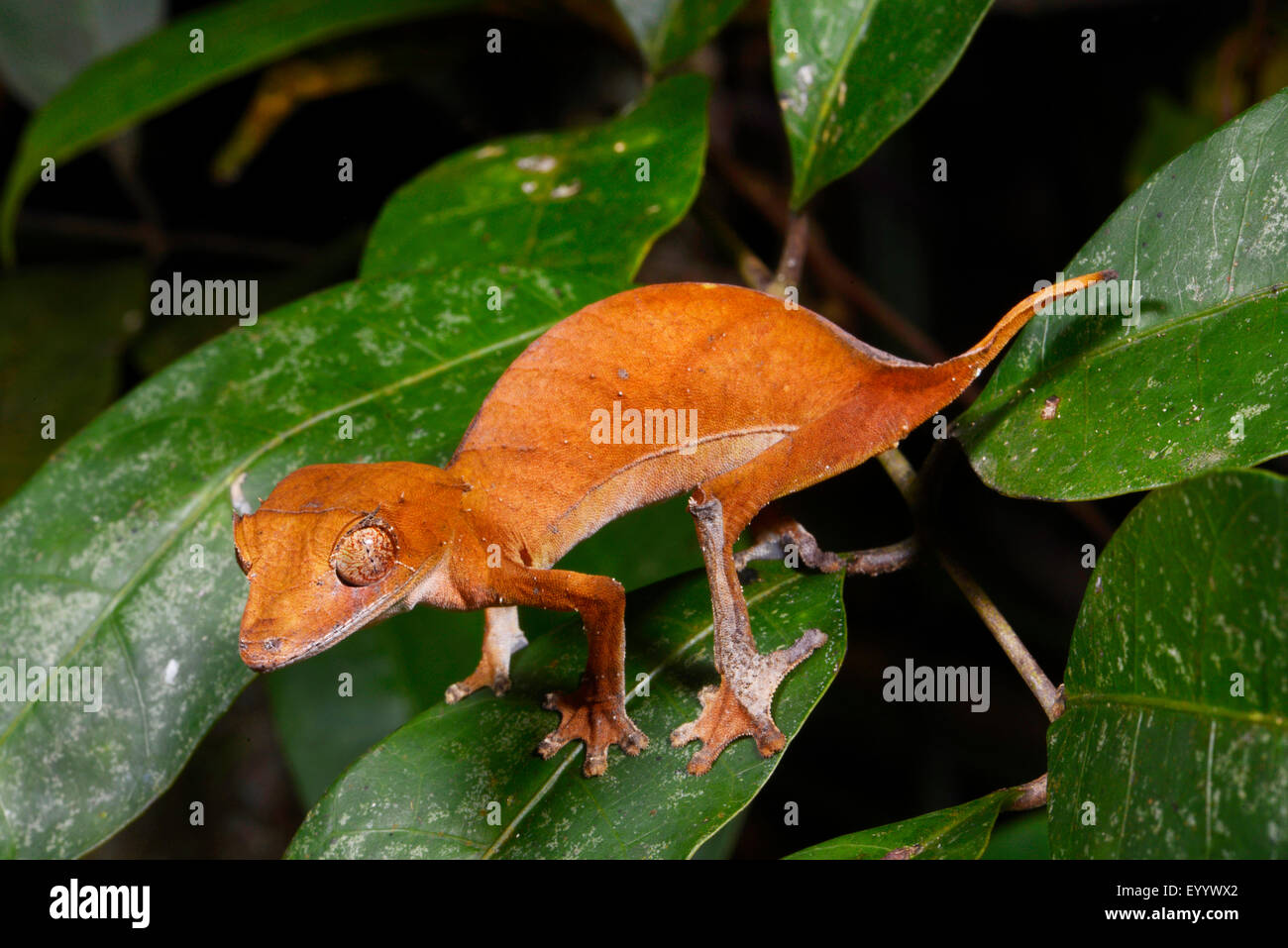 Spearpoint leaf-tail gecko (Uroplatus ebenaui), sits on a leaf ...