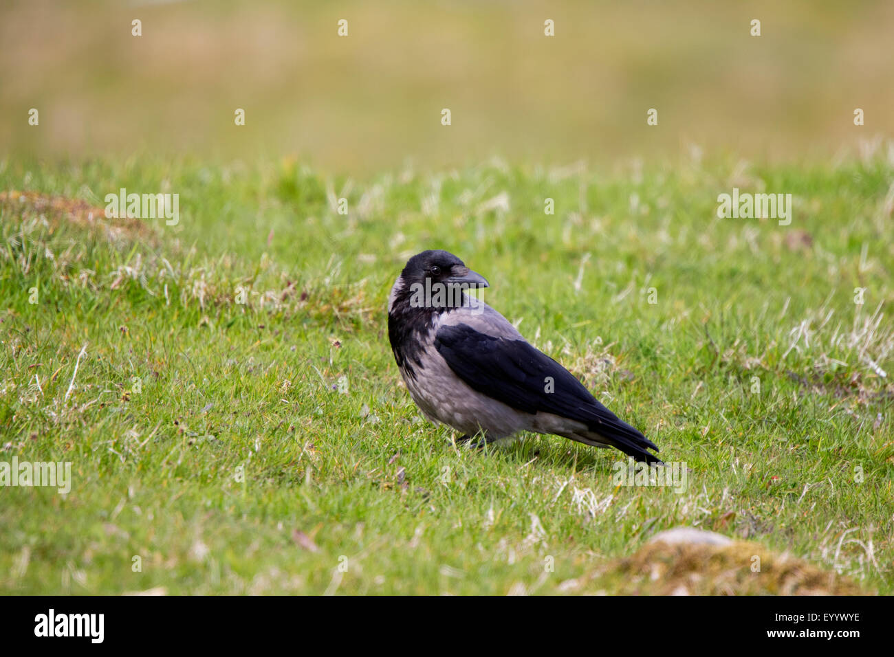 Coenix hi-res stock photography and images - Alamy