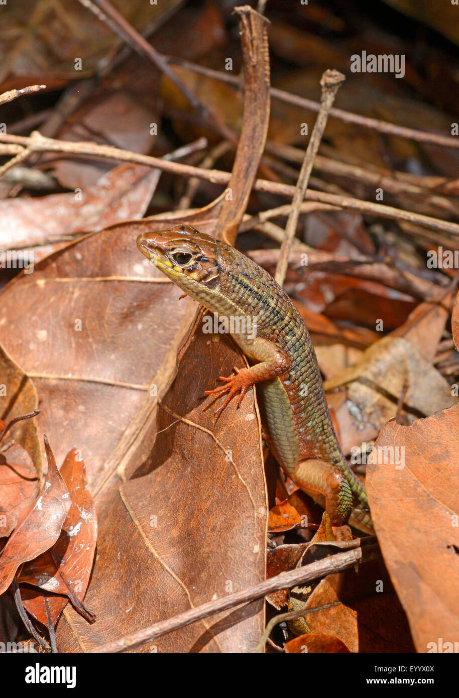 Lizards on leaves hi-res stock photography and images - Alamy