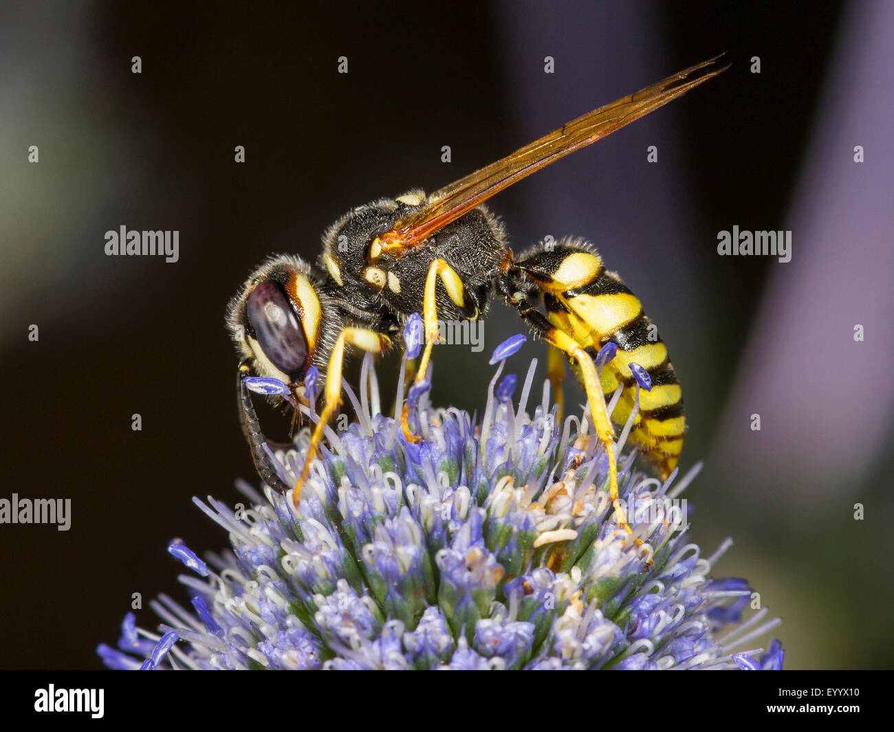 Bee-killer wasp, Bee-killer (Philanthus triangulum), female feeding on ...