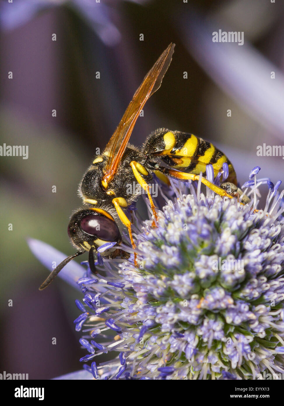 Bee-killer wasp, Bee-killer (Philanthus triangulum), female feeding on ...
