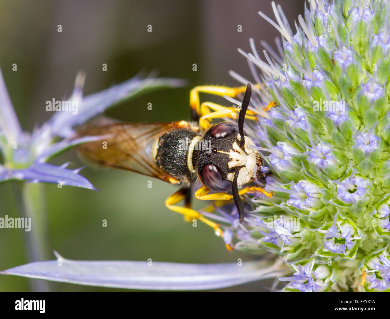 Bee-killer wasp, Bee-killer (Philanthus triangulum), female feeding on ...