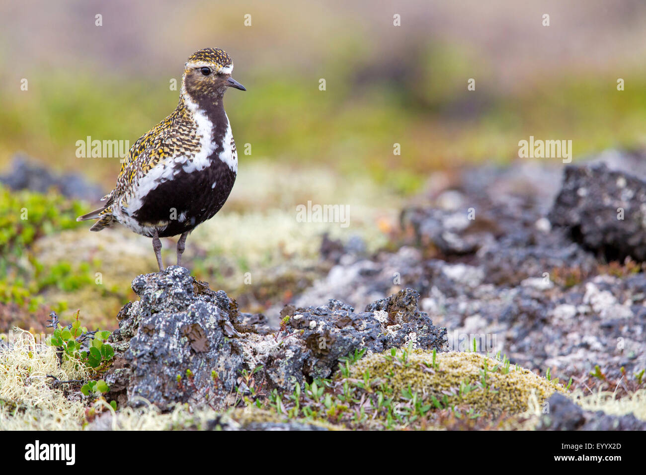 European golden plover (Pluvialis apricaria), male with breeding ...