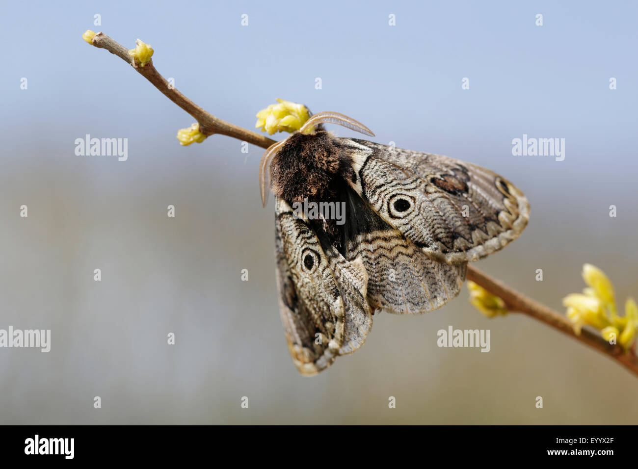 European Owl Moth (Brahmaea europaea), just hatched male at a stipe ...