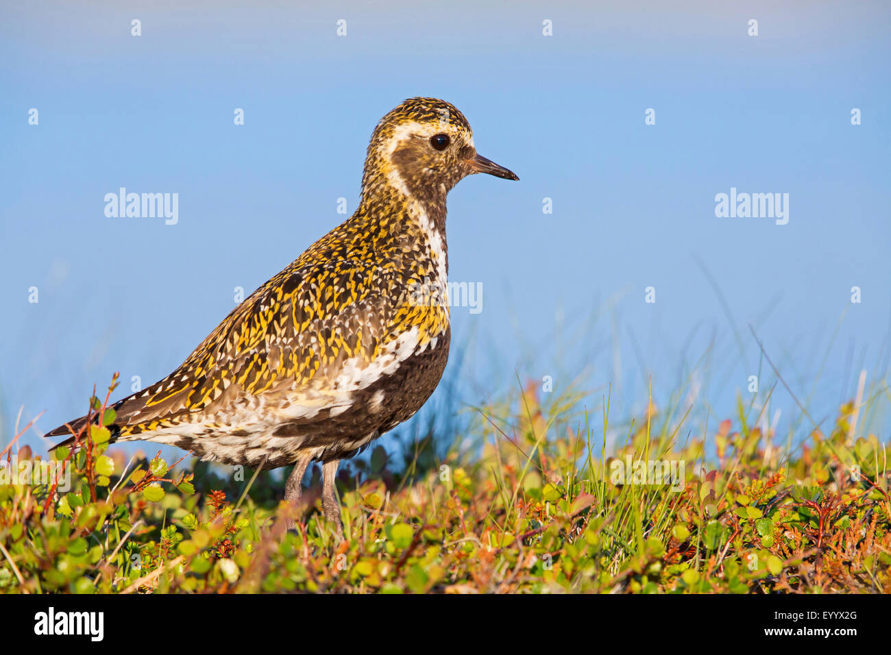 European golden plover (Pluvialis apricaria), male with breeding ...