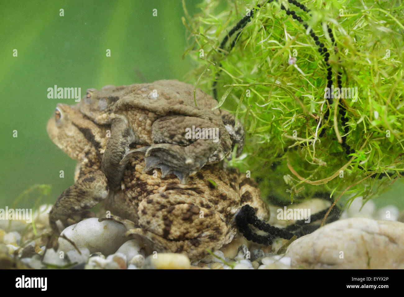 European common toad (Bufo bufo), coulple with strings of spawn, Germany, Bavaria Stock Photo ...