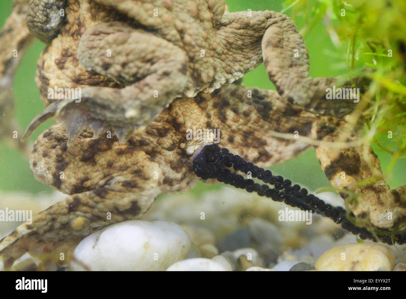 Underwater View Of Toad Spawn High Resolution Stock Photography and Images - Alamy