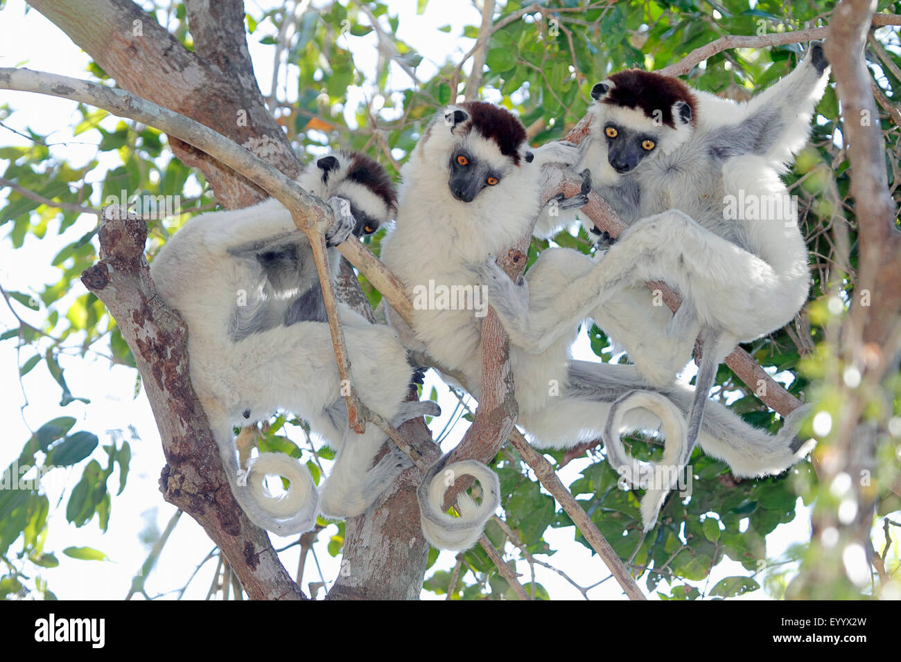 Three Animals High Resolution Stock Photography and Images - Alamy