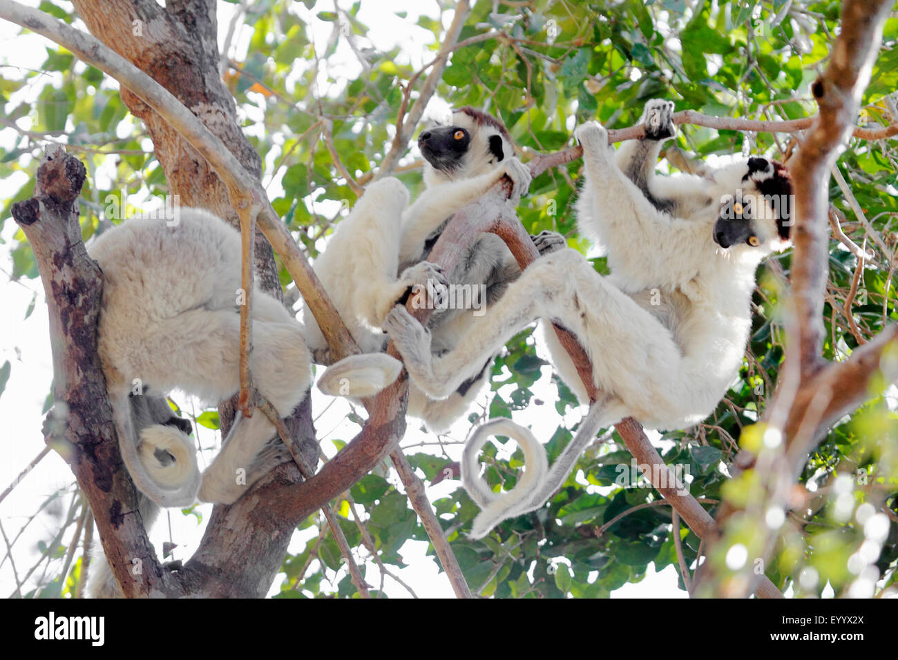 Three Animals High Resolution Stock Photography and Images - Alamy