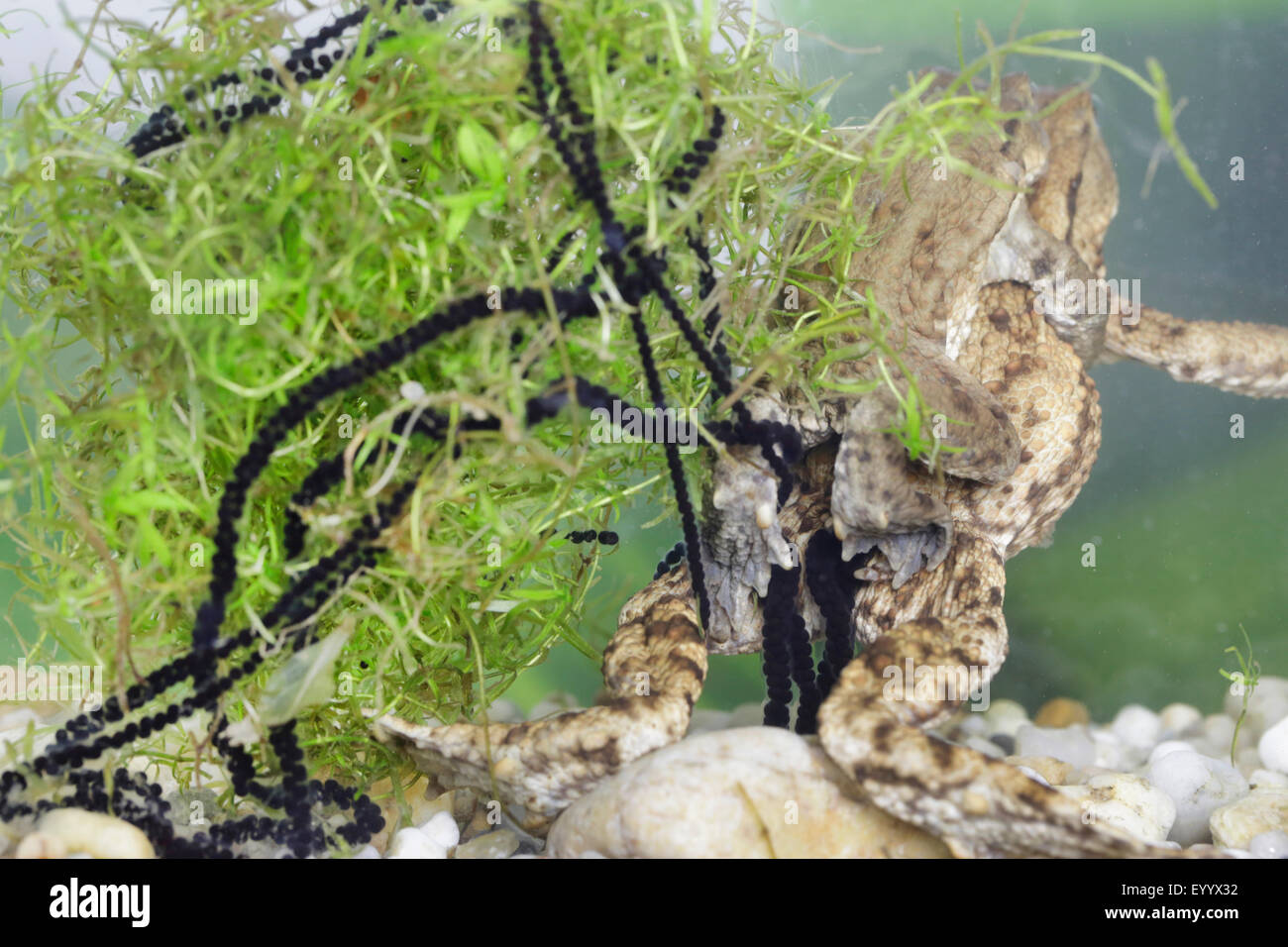 European common toad (Bufo bufo), coulple with strings of spawn, Germany, Bavaria Stock Photo ...