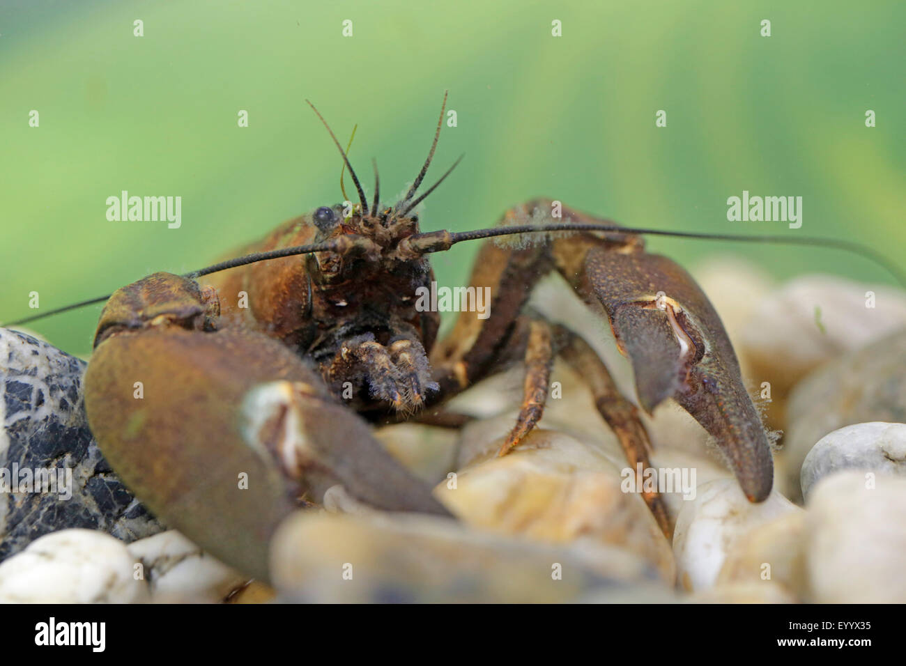 signal crayfish (Pacifastacus leniusculus), portrait of the male ...
