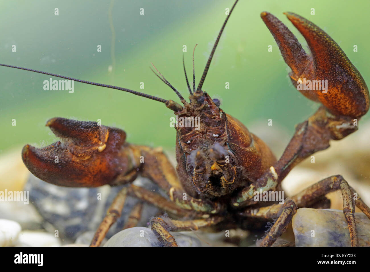 signal crayfish (Pacifastacus leniusculus), threatening posture of the ...