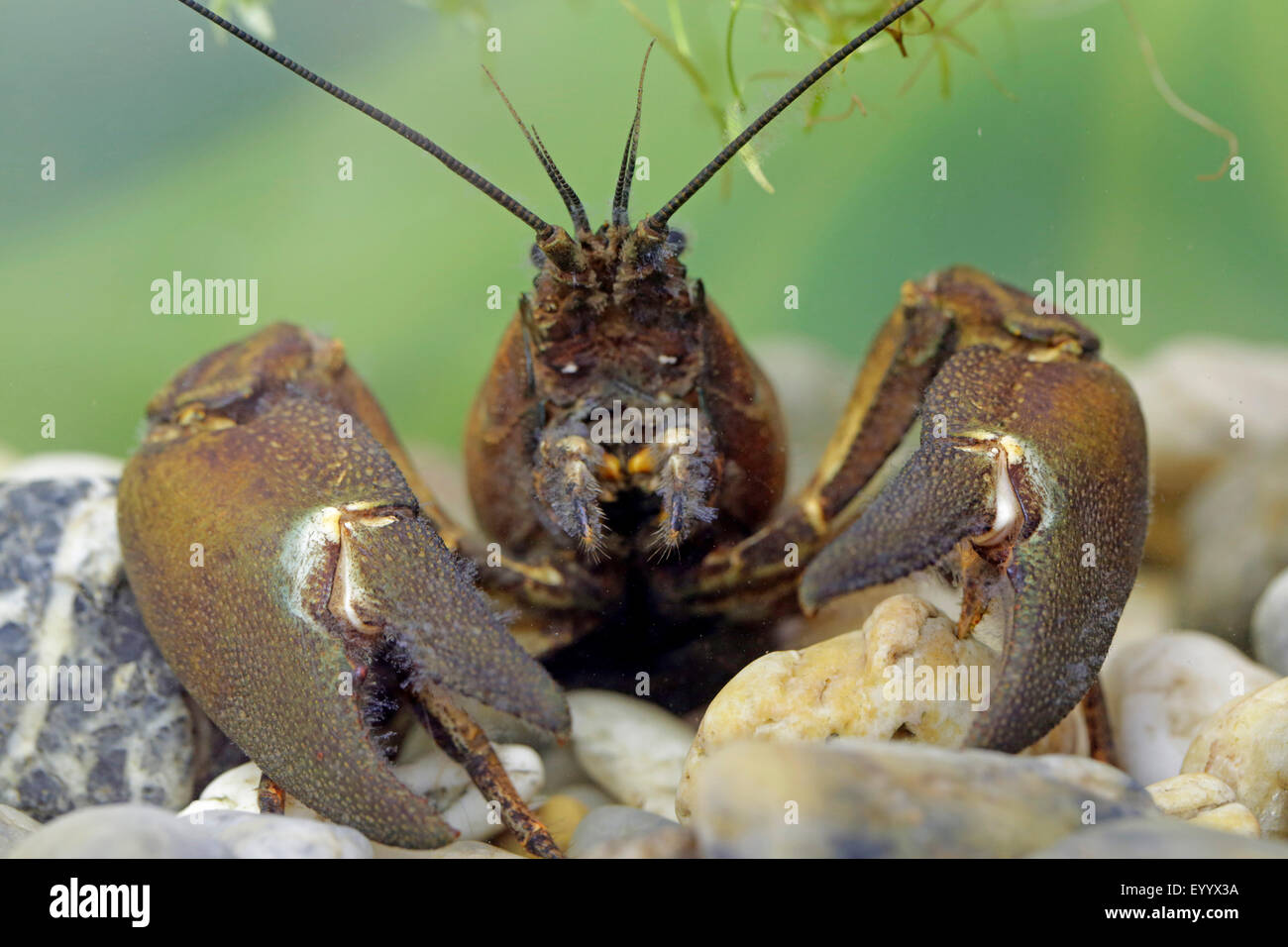 signal crayfish (Pacifastacus leniusculus), male in resting position ...