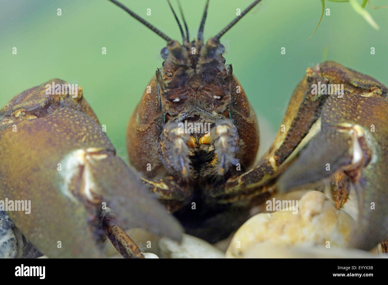 signal crayfish (Pacifastacus leniusculus), male in resting position ...