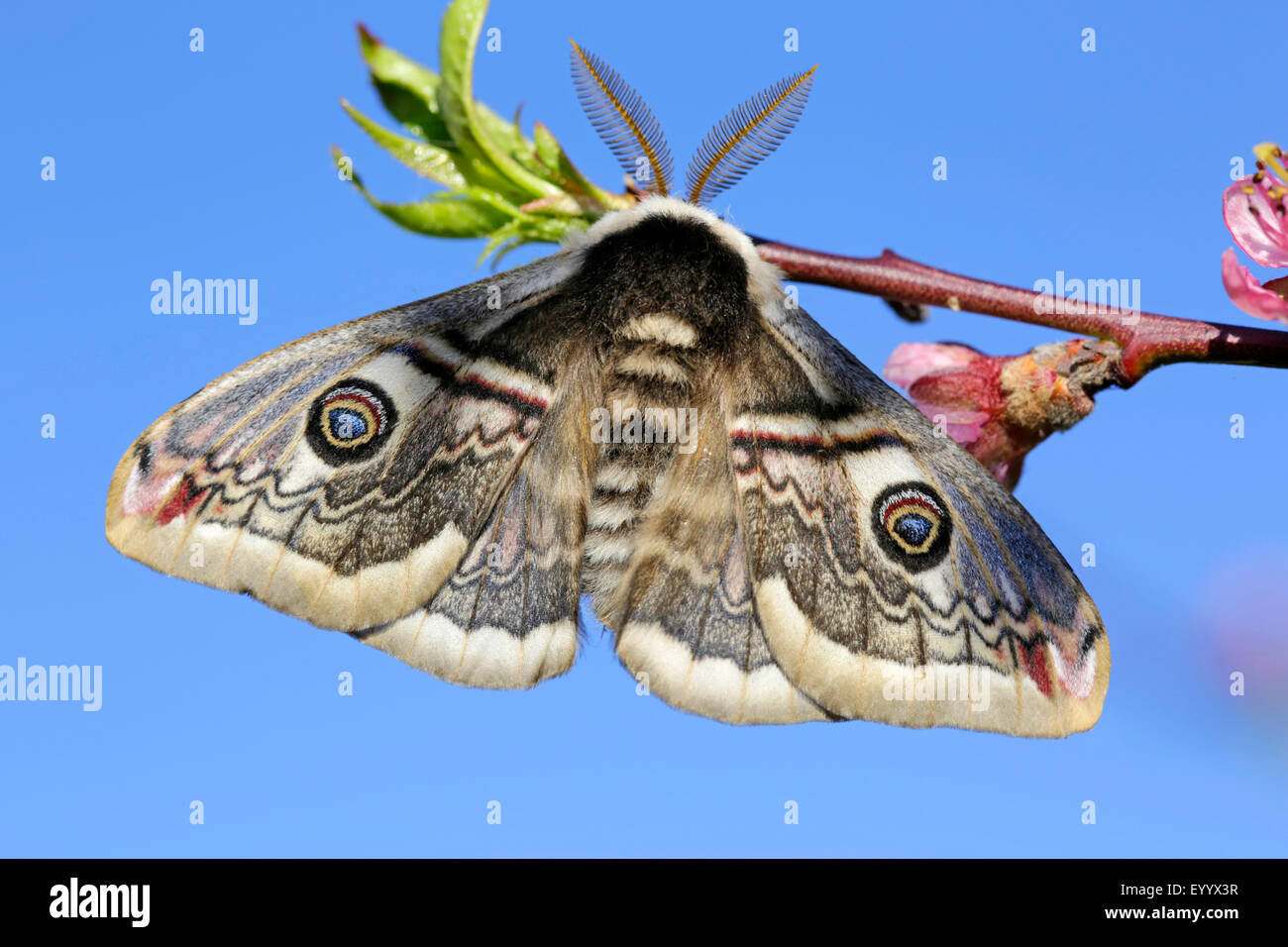 Male silkworm moth hi-res stock photography and images - Alamy