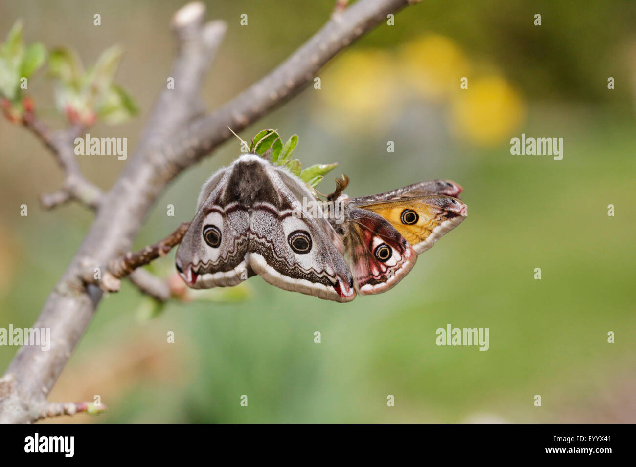 emperor moth (Saturnia pavonia, Eudia pavonia), male landing on female ...