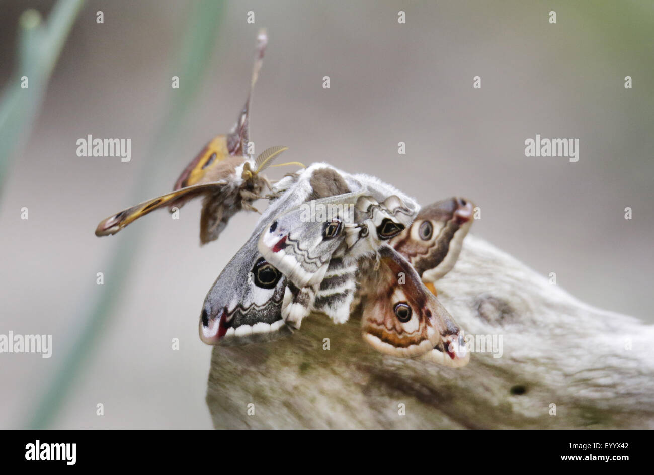 Moths flying hi-res stock photography and images - Alamy