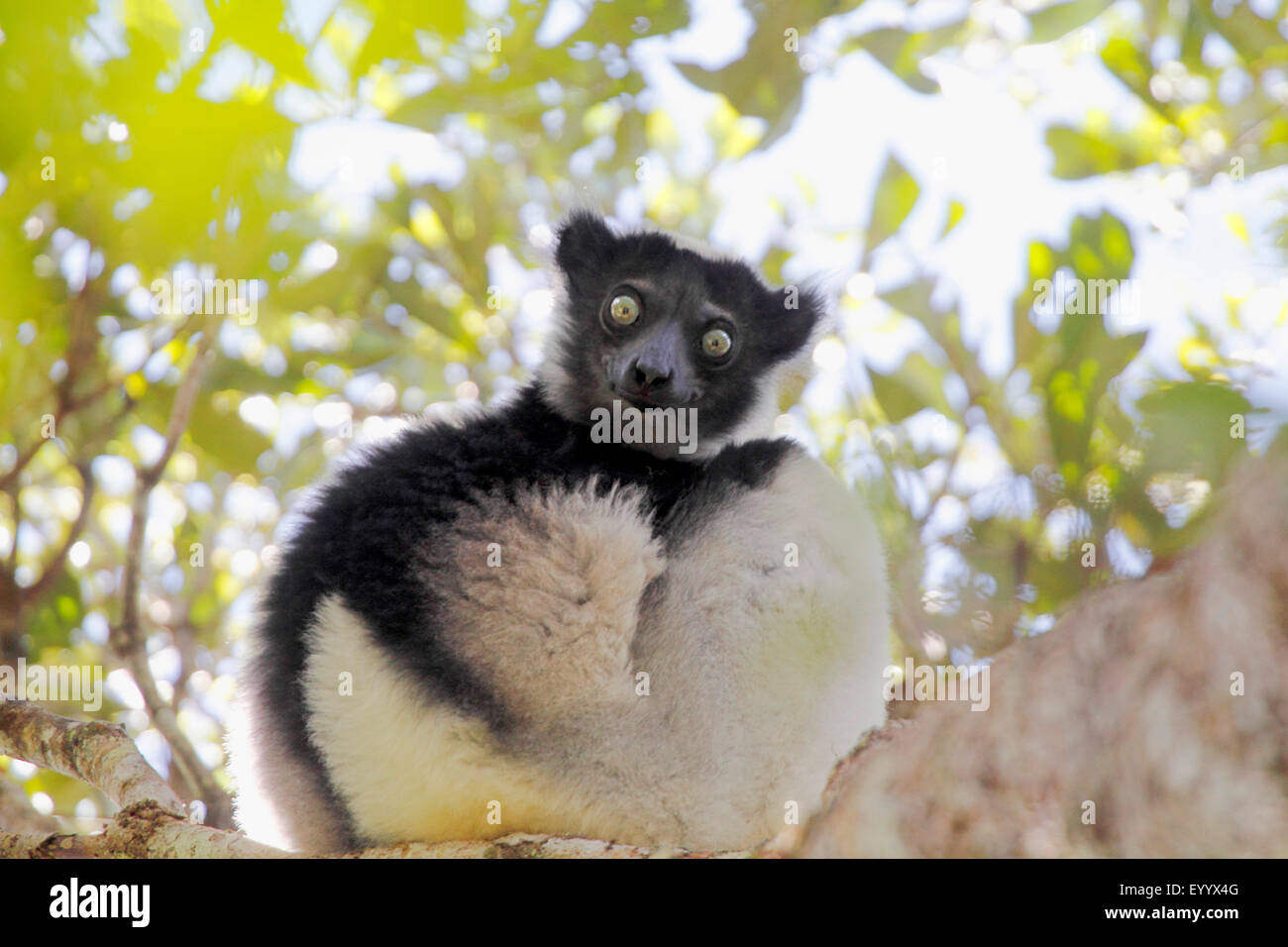 Indris Lemur High Resolution Stock Photography and Images - Alamy