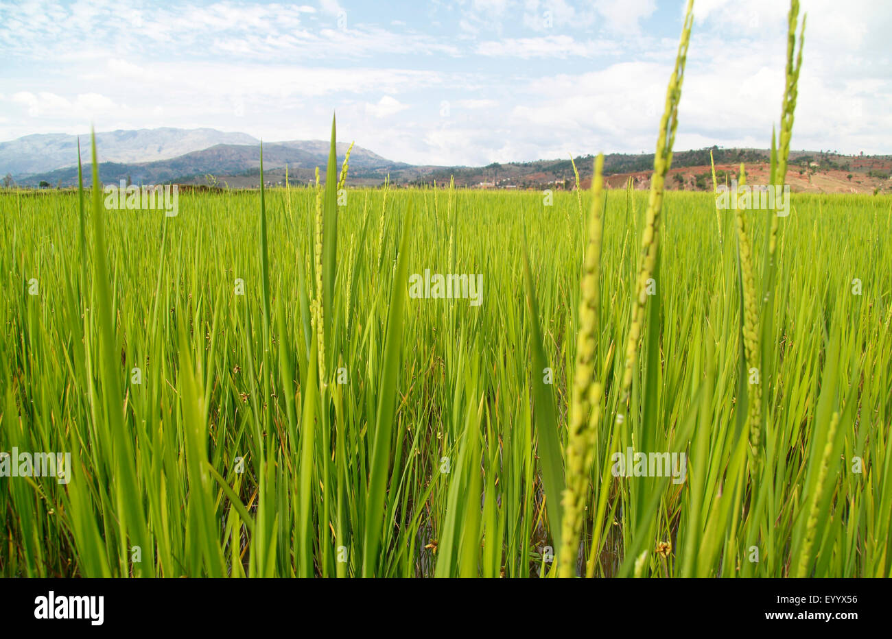 Madagascar Rice Field High Resolution Stock Photography and Images - Alamy