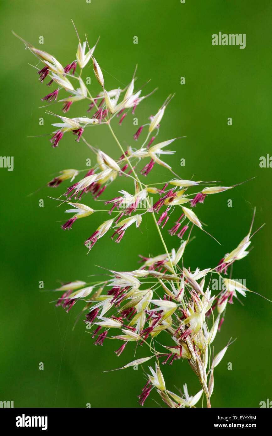 Avena Pubescens High Resolution Stock Photography and Images - Alamy