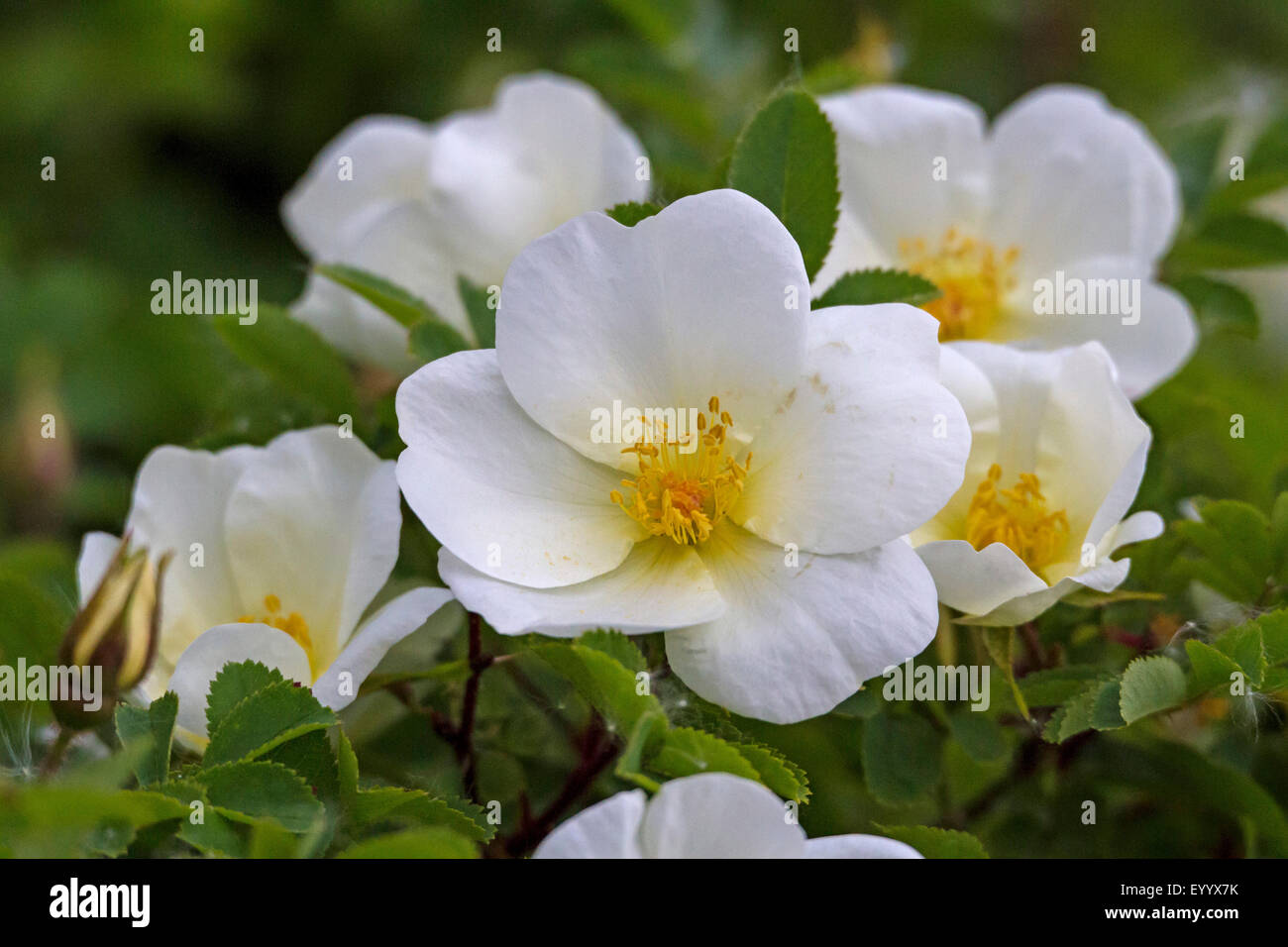 White rose rosa spec hi-res stock photography and images - Alamy