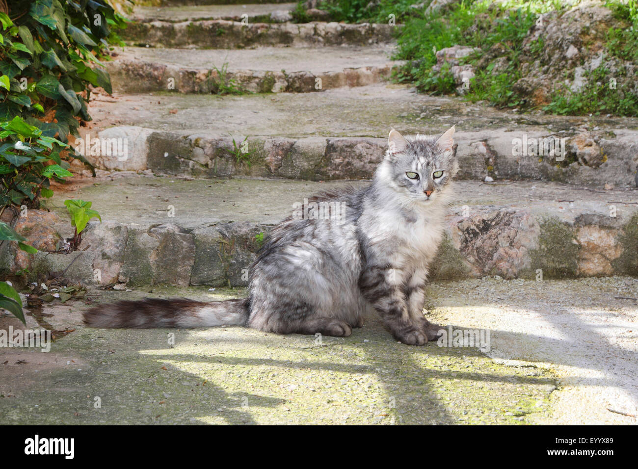 domestic cat, house cat (Felis silvestris f. catus), long-haired grey ...