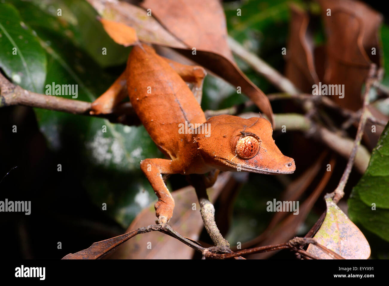Spearpoint leaf-tail gecko (Uroplatus ebenaui), sits on a leaf ...