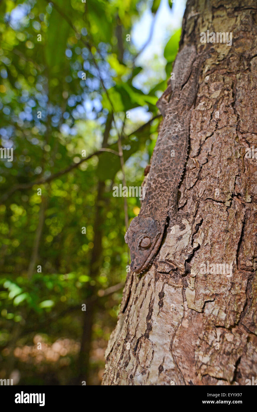 Henkel's Leaf-tailed Gecko (Uroplatus henkeli), sits on a tree trunk ...
