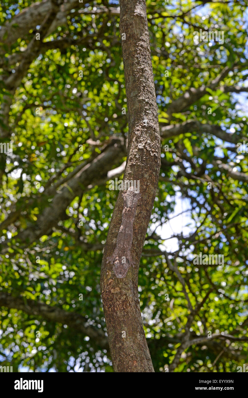 Henkel's Leaf-tailed Gecko (Uroplatus henkeli), perfectly camouflaged ...