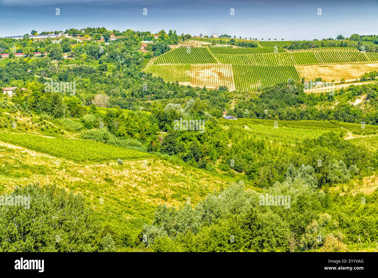 The vibrant colors of Agricultural cultivated fields in Italy during ...