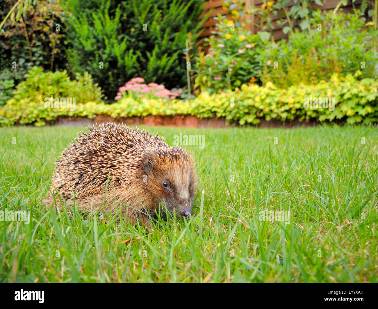 Western hedgehog, European hedgehog (Erinaceus europaeus), on the feed ...