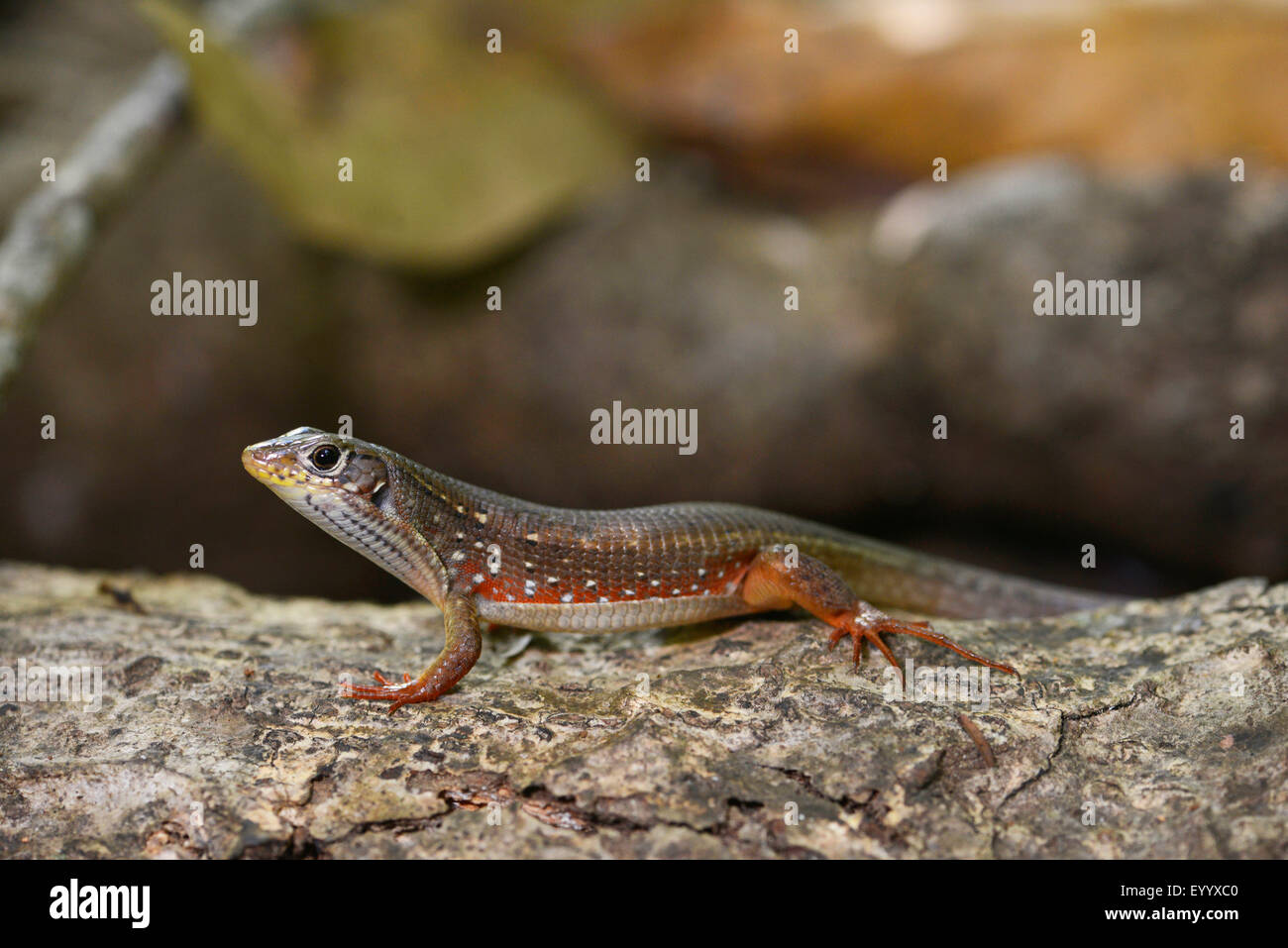 Red-legged Girdled Lizard (Zonosaurus rufipes), on a stone, Madagascar ...