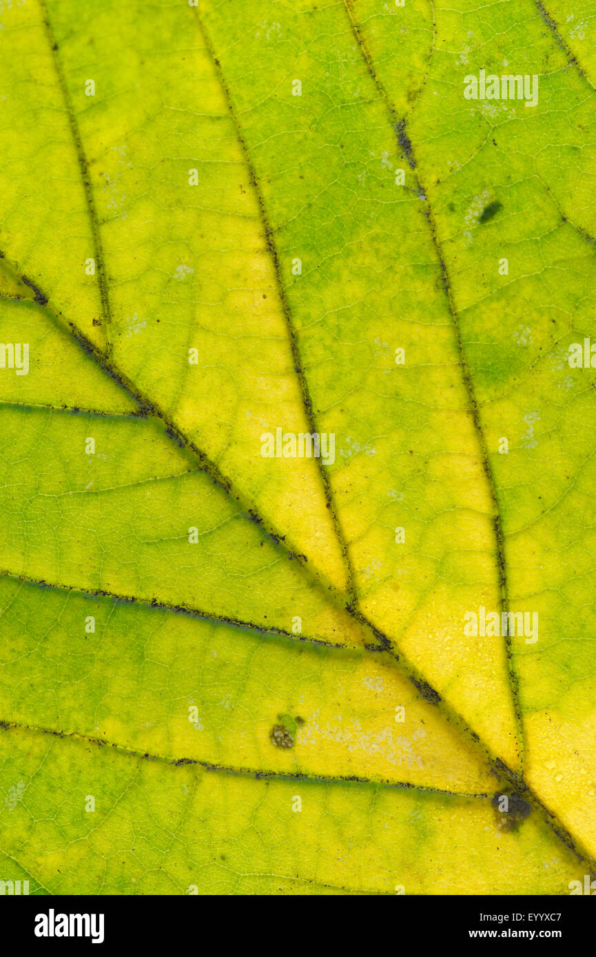 Sycamore section hi-res stock photography and images - Alamy