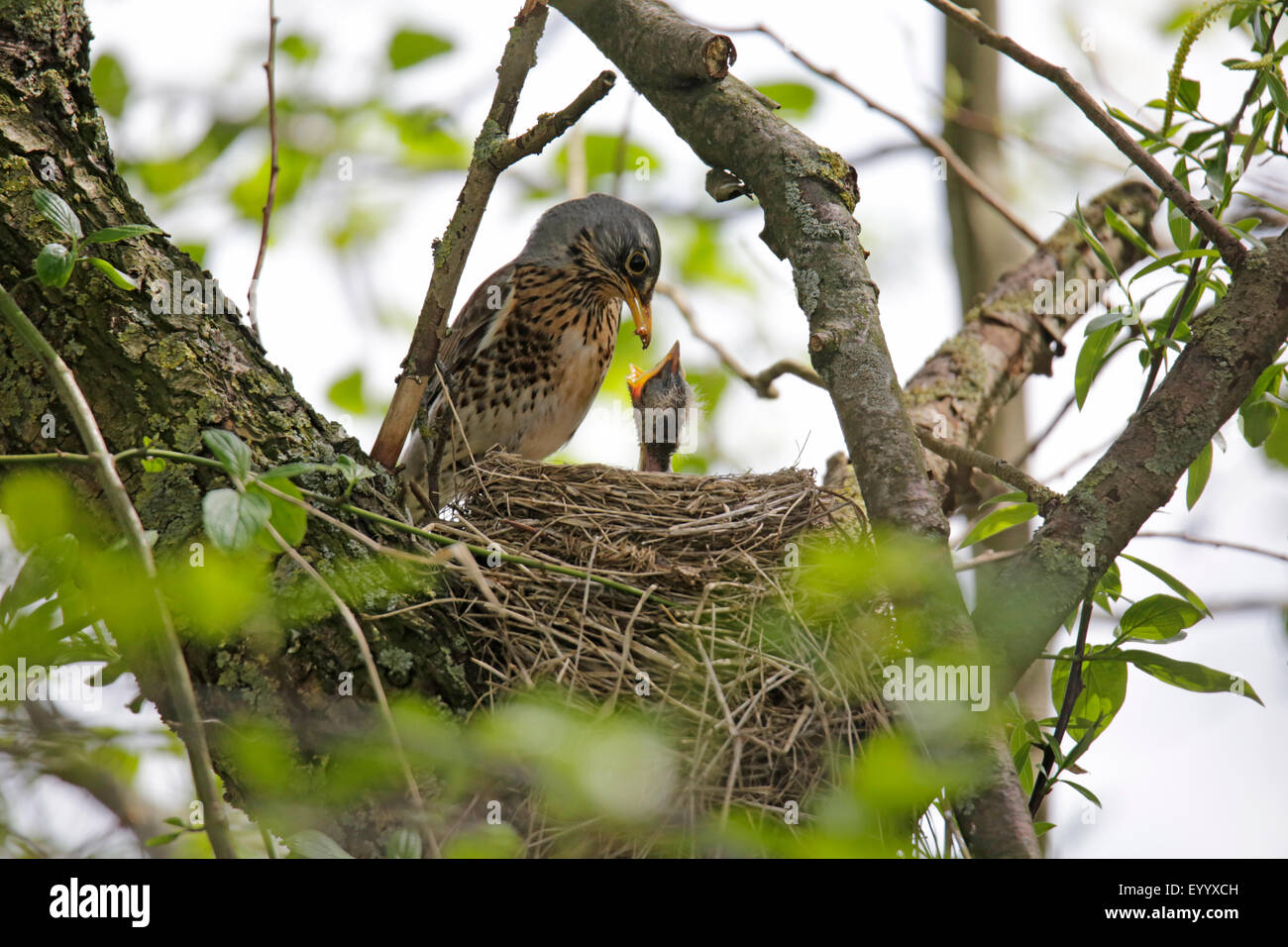 fieldfare (Turdus pilaris), female feeding a squab in the nest, Germany ...