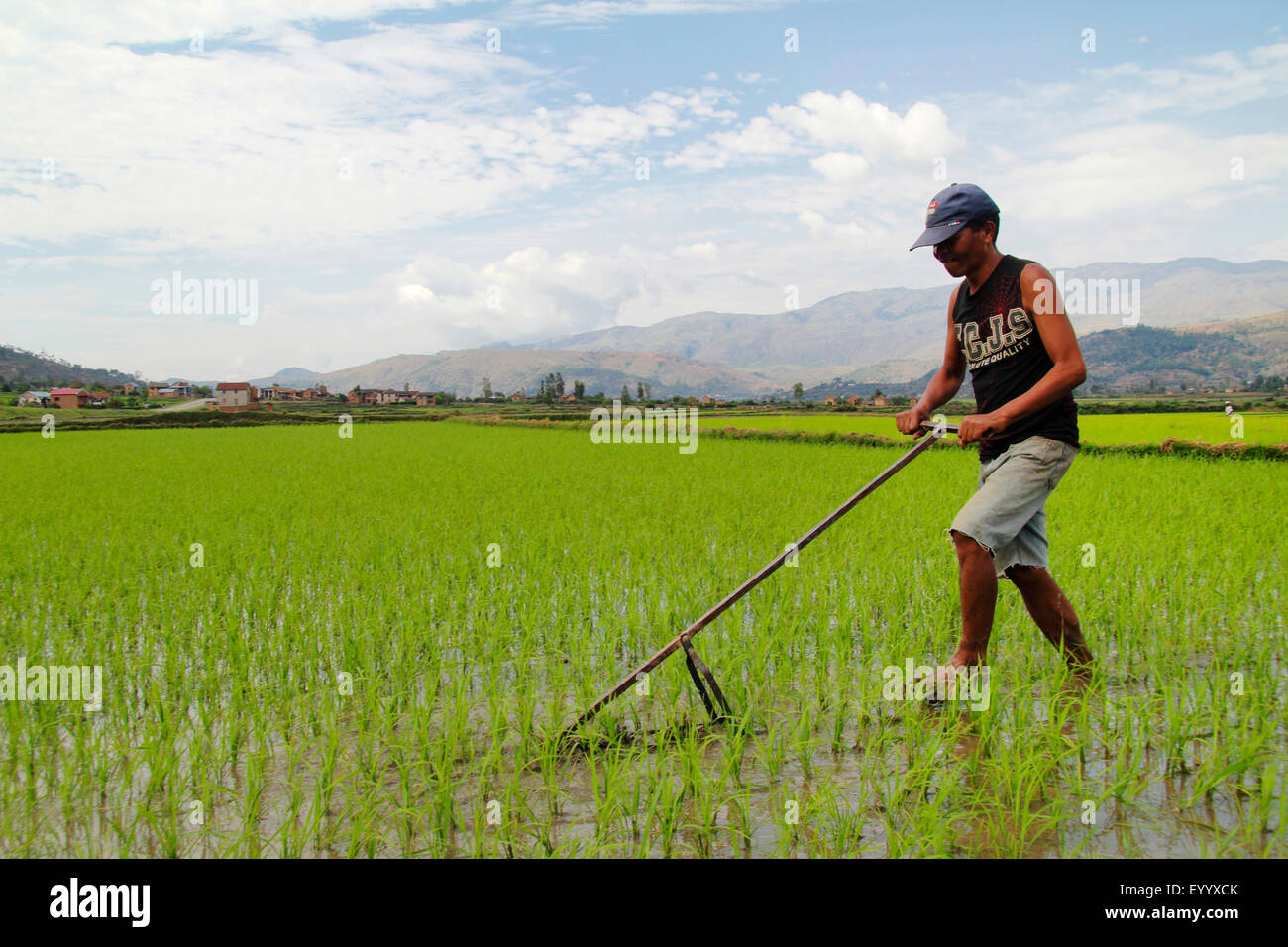 Farmer Plowing The Paddy Field High Resolution Stock Photography and ...