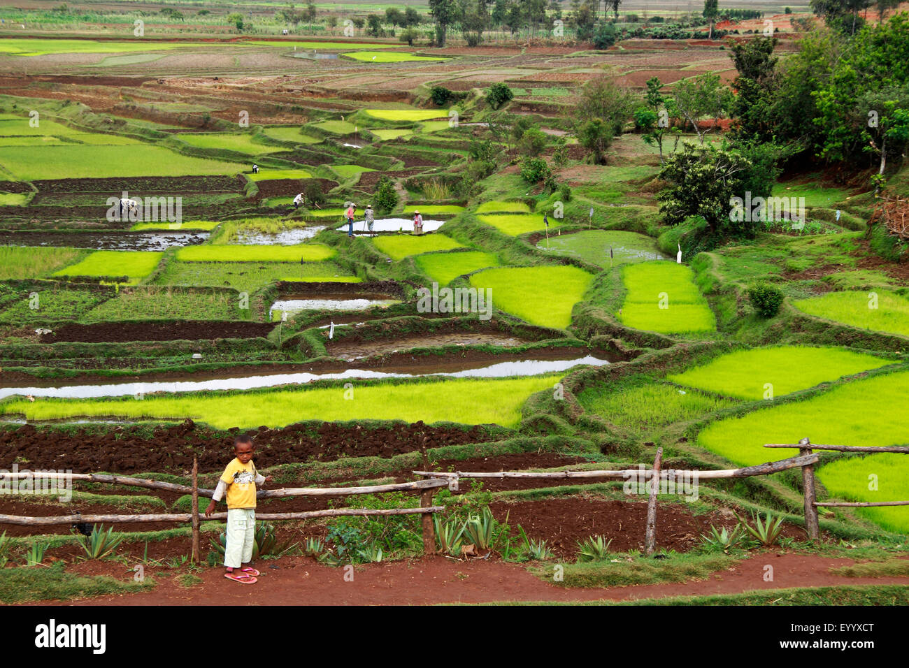 African Child Working Field Agriculture High Resolution Stock ...