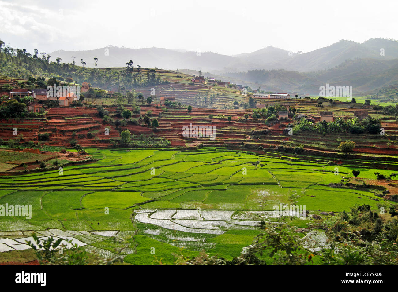 Madagascar Farming Terrace High Resolution Stock Photography and Images ...