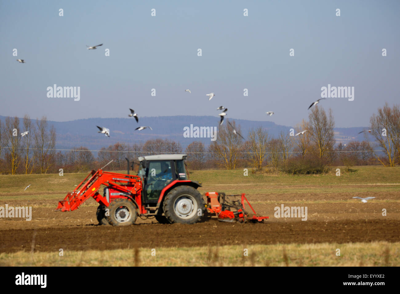 Gulls around tractor hi-res stock photography and images - Alamy