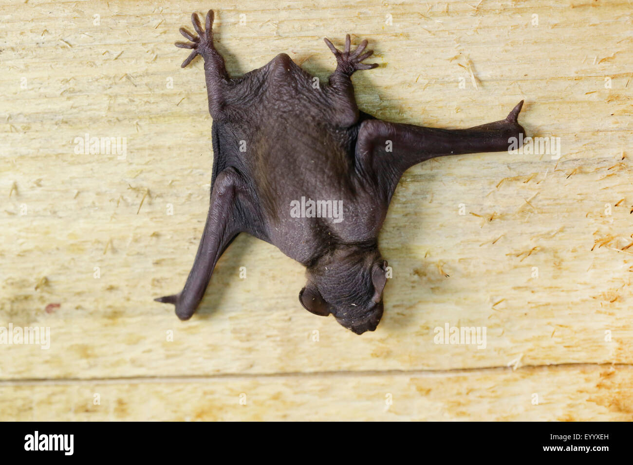 noctule (Nyctalus noctula), one week old young animal scouting a bat ...