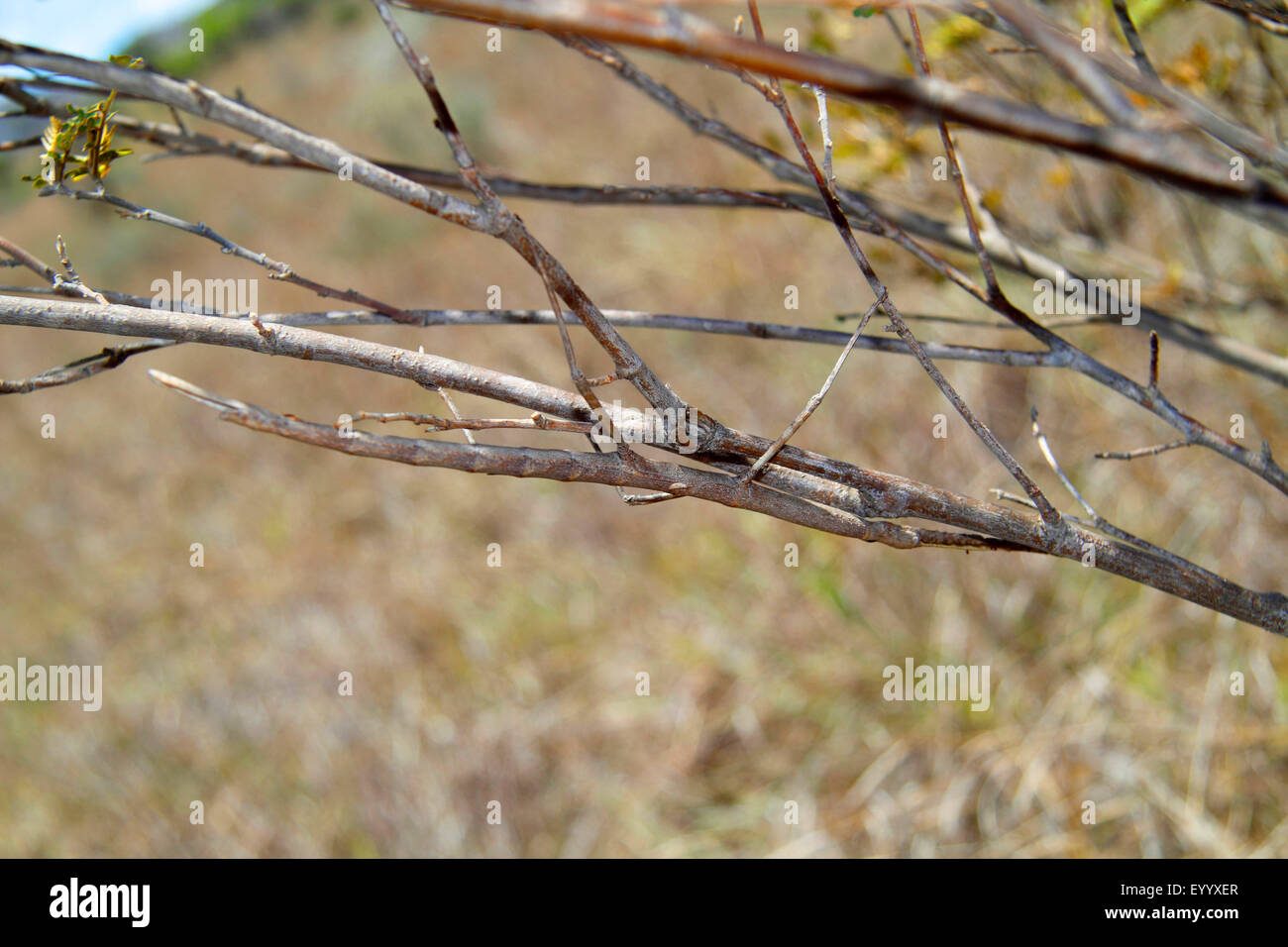 Stick Insect Madagascar High Resolution Stock Photography and Images ...