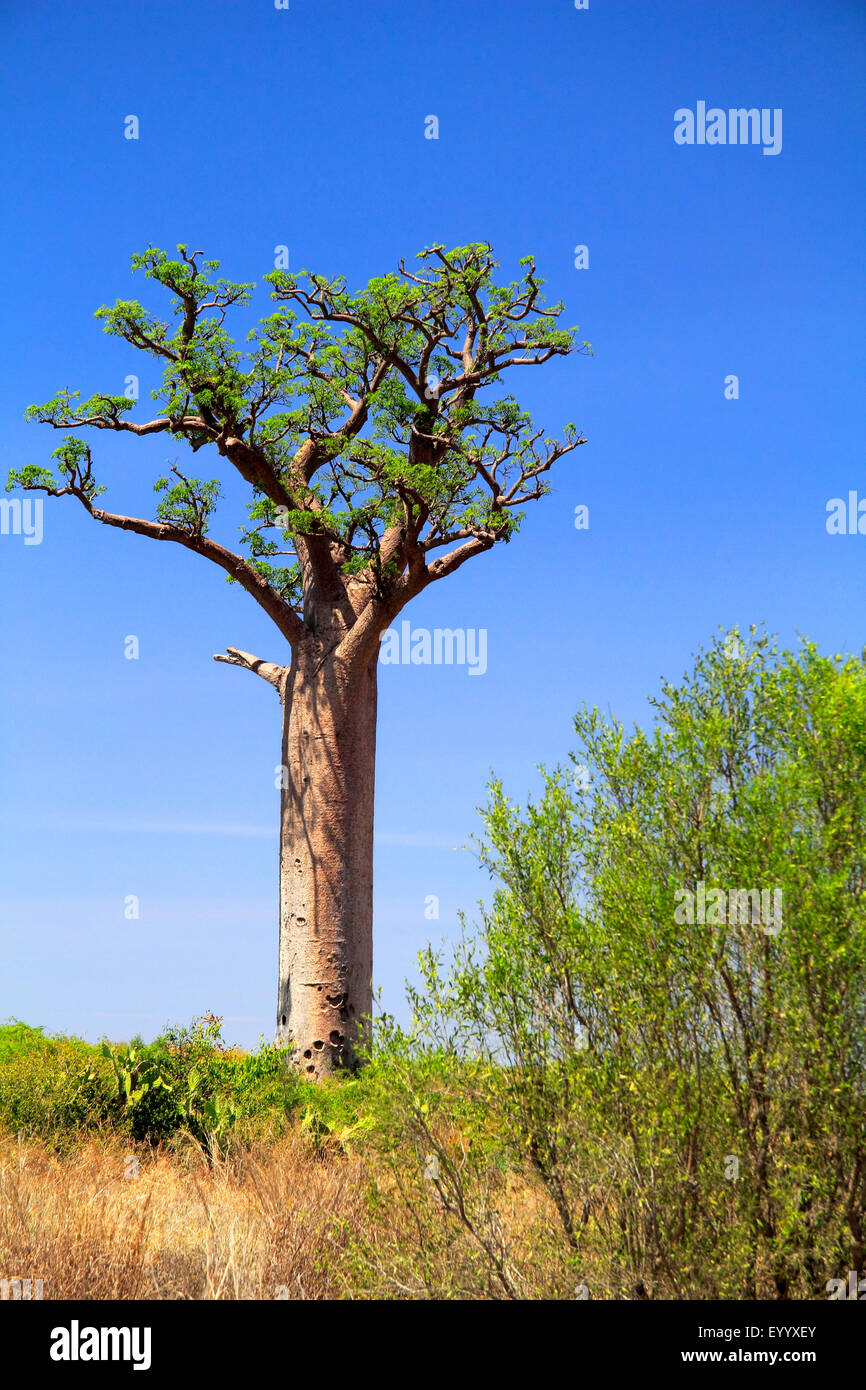 Monkey Bread Trees High Resolution Stock Photography and Images - Alamy