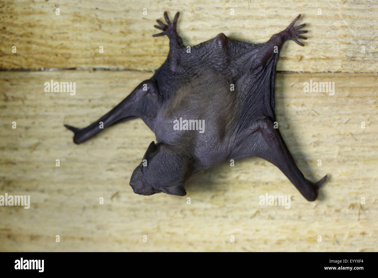noctule (Nyctalus noctula), one week old young animal scouting a bat ...