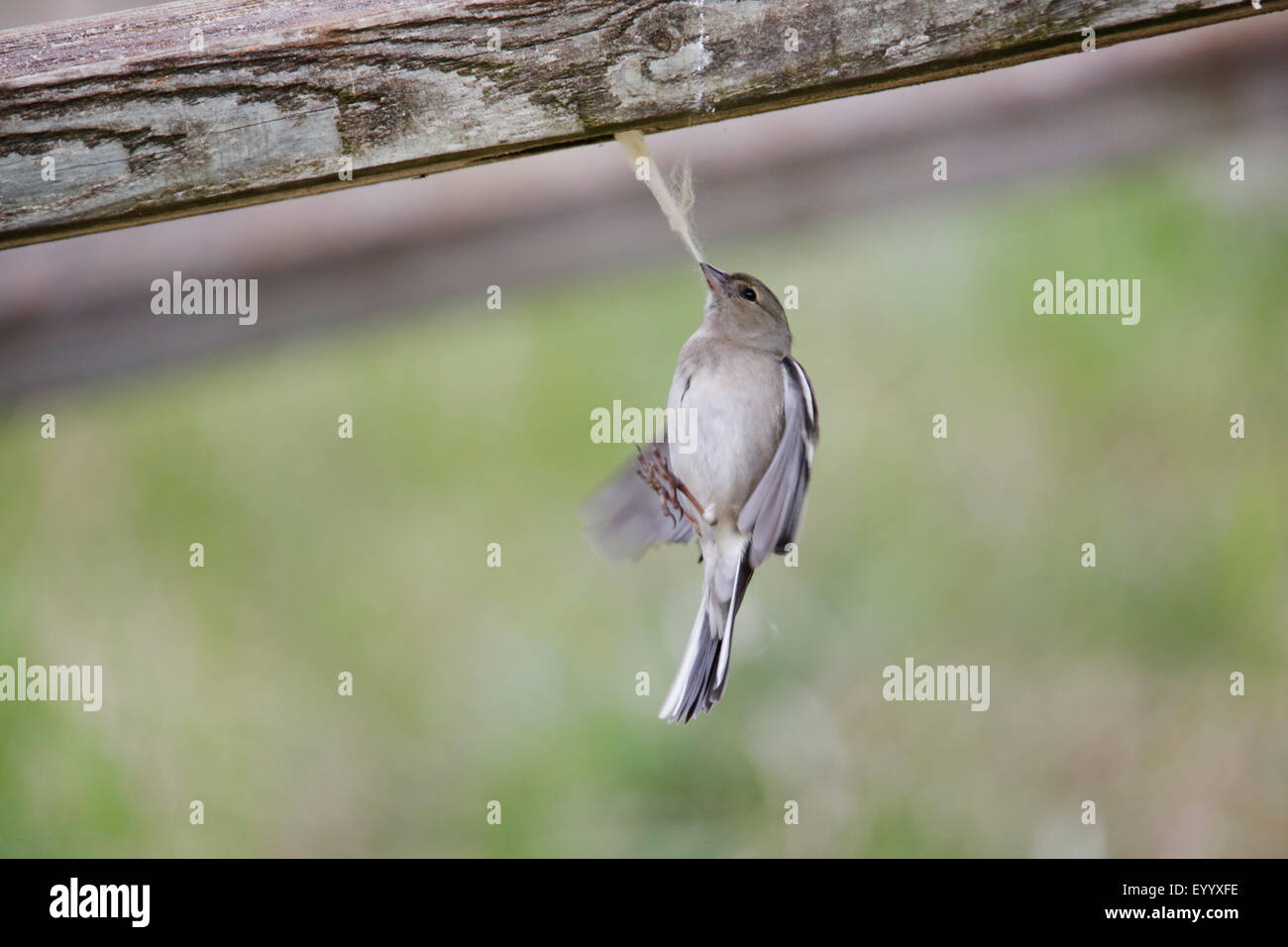 Bird catching spider hi-res stock photography and images - Alamy