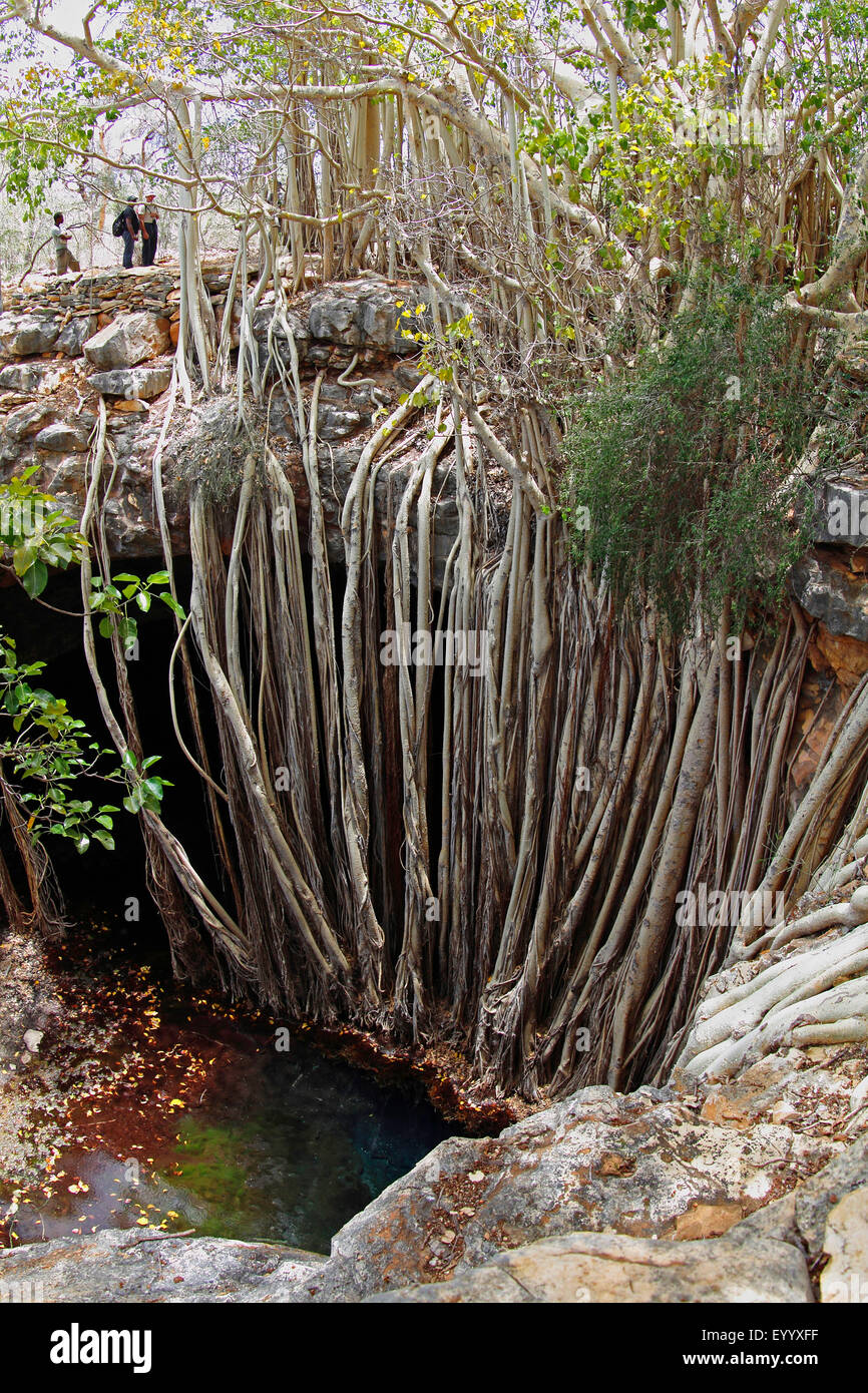 Aerial Roots Of Banyan Tree High Resolution Stock Photography and ...