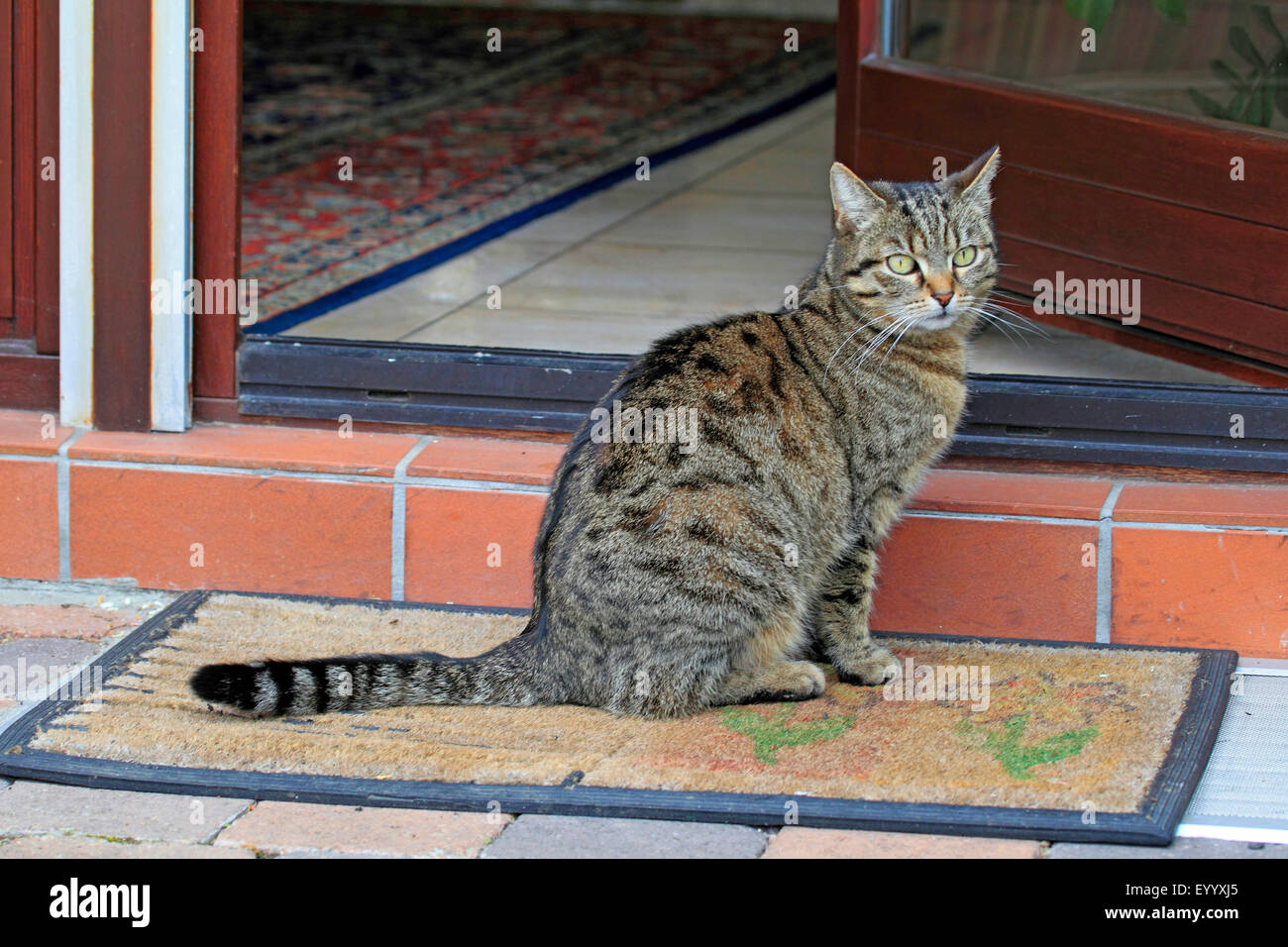 Cat terrace hi-res stock photography and images - Alamy