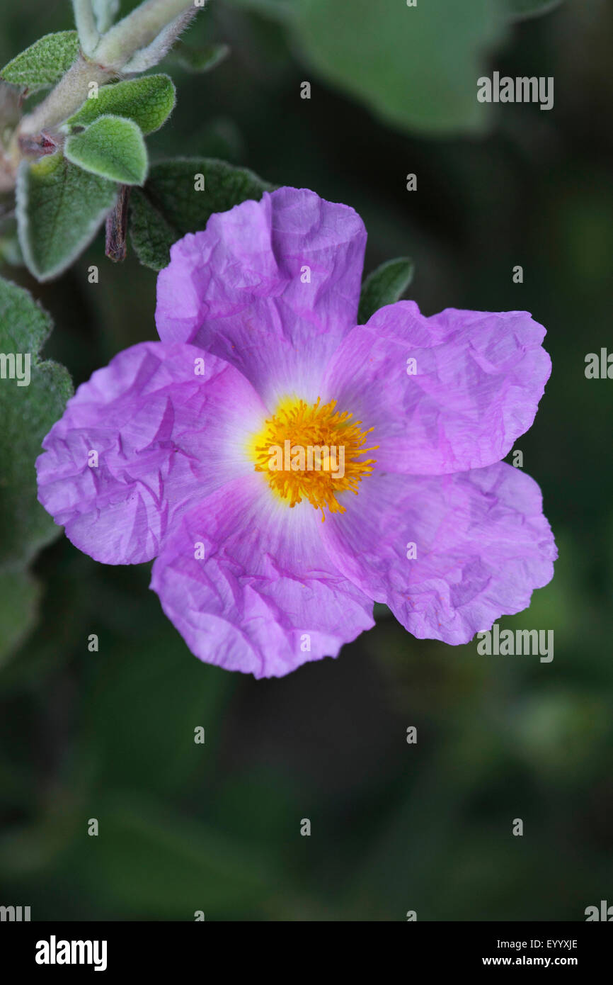 rock rose (Cistus spec.), flower Stock Photo - Alamy