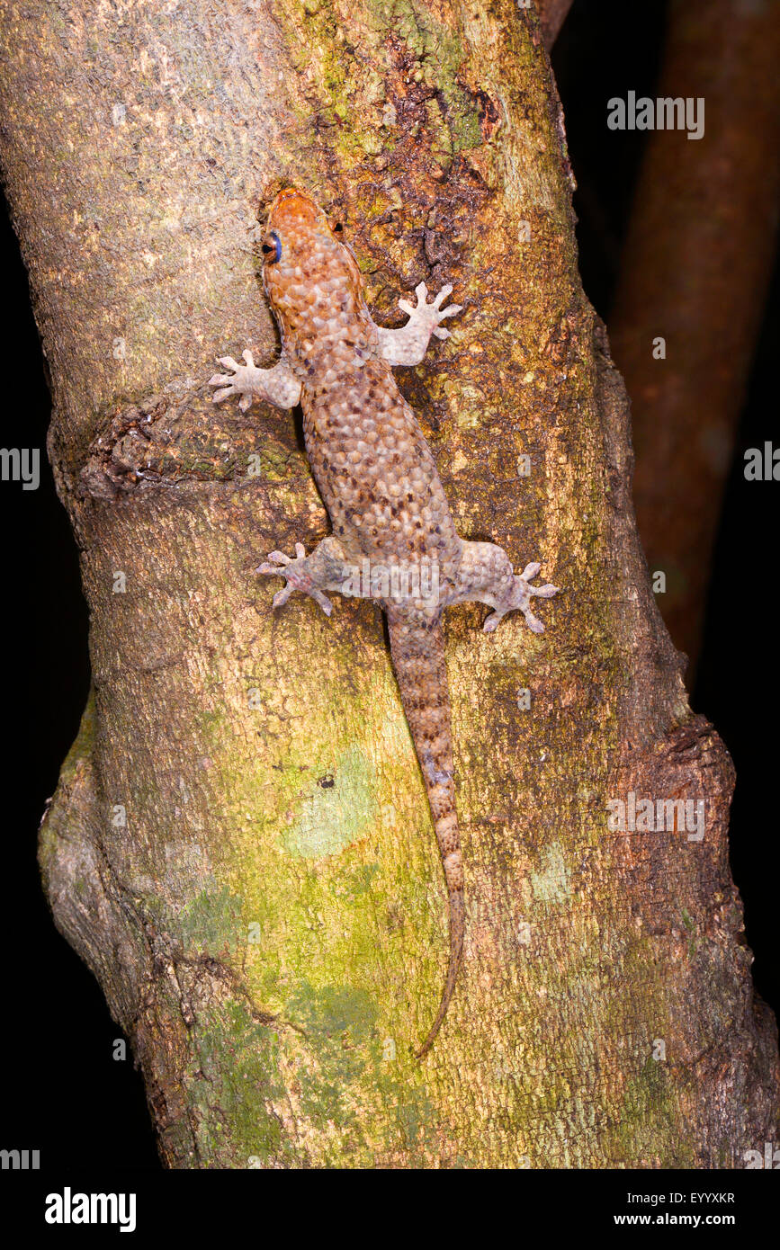 Large-scaled geckos, Fish-scale Gecko (Geckolepis spec.), at a tree ...
